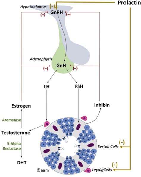 Hyperprolactinaemia In Male Infertility Clinical Case Scenarios Pmc