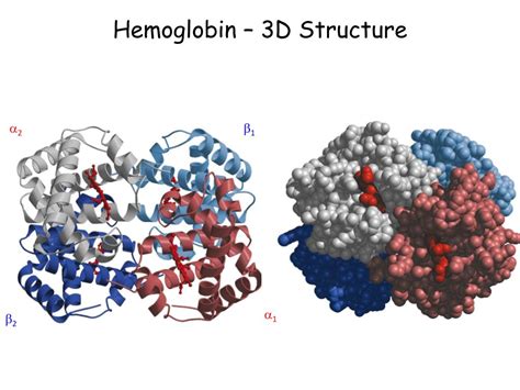 Ppt Hemoglobin A Paradigm For Cooperativity And Allosteric Regulation Powerpoint Presentation