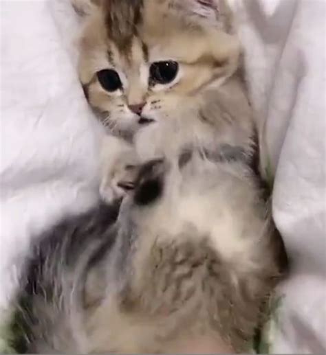 Look At That Cute Little Guy Scrolller