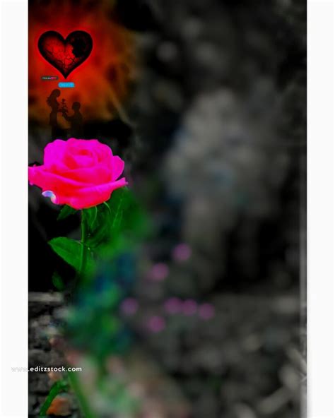 Rose Cb Background Hd Download