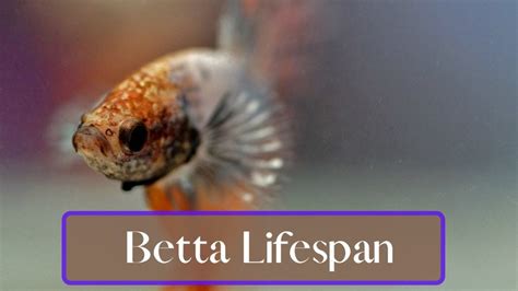 How Long Do Betta Fish Live A Guide To Betta Lifespans Fishtanko