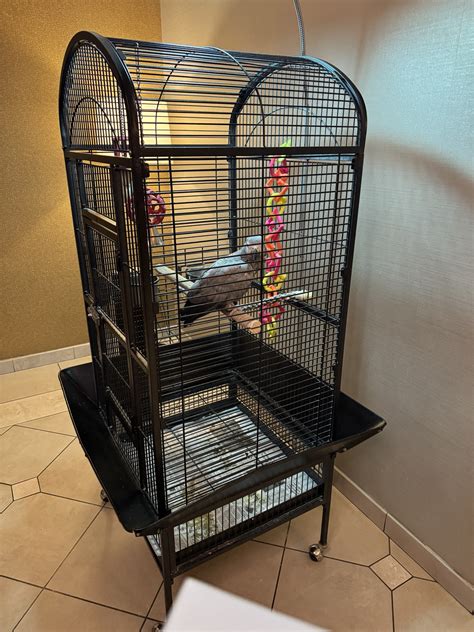 Simba Female African Grey Parrot Album On Imgur