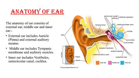 Human Ear The Ear Performs The Functions Of Hearing And Equilibrium Pptx