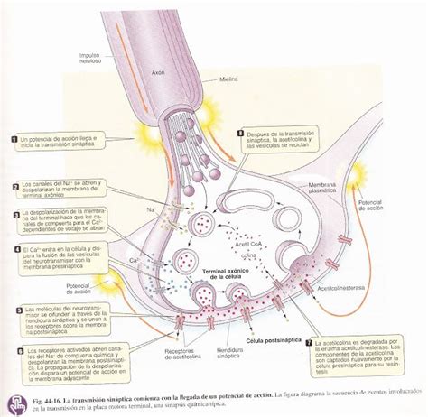 Neuron Communication Diagram Neuron Signal Diagram Neuron Impulse