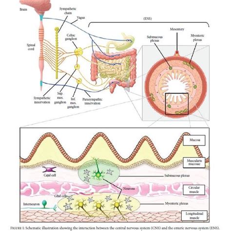 Interaction Between The Enteric Neuron System Ens And Mucosal Immune