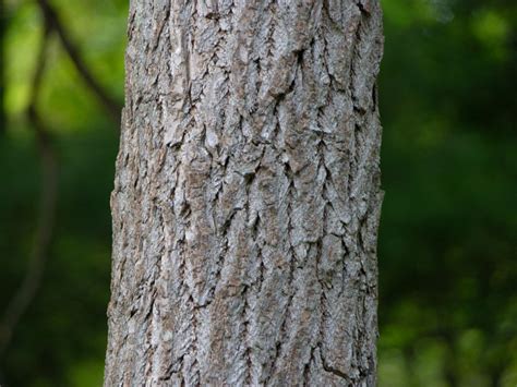 Sassafras Tree Bark Identifying Trees By Their Bark