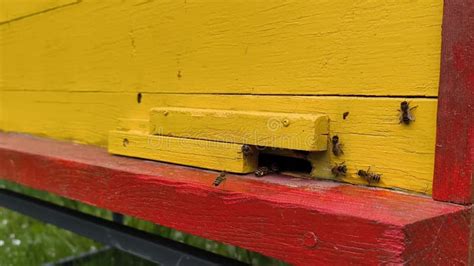 Bee With Pollen And Nectar Fly Into Hive Ukrainian Beekeeping