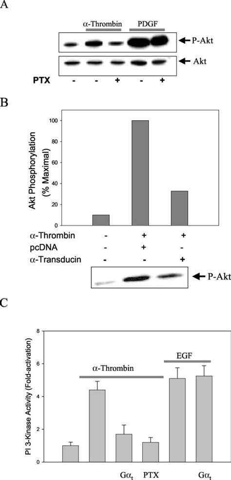 Pi 3 Kinase Pathway Is Pertussis Toxin Sensitive And Mediated By G