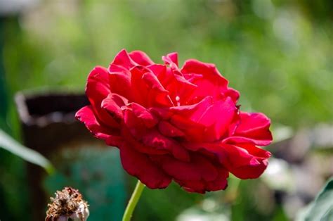 Rosa Vermelha Ao Sol No Jardim Em Um Dia De Verão A Beleza E