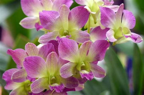 Dendrobium Orchid The Winter Rest Of The Species And Hybrids Secret