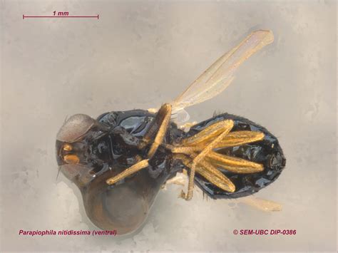 Piophilidae