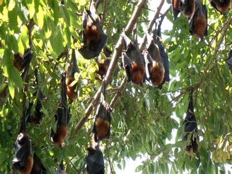 In Negros Occidental Public Told Not To Harm Endangered Bats