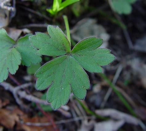 Ranunculus Hispidus Hispid Crowfoot Go Botany