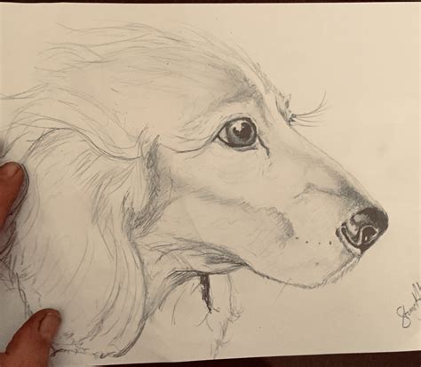 I Drew My Spaniel Today R Cockerspaniel