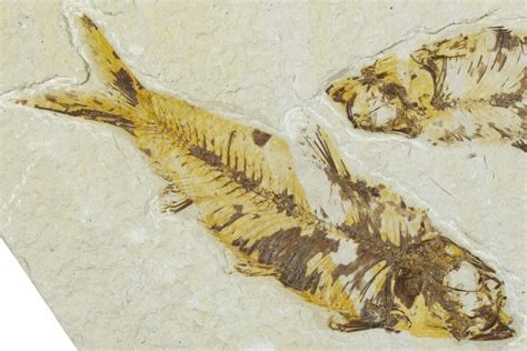 Pair Of Fossil Fish Knightia Wyoming 320393 For Sale