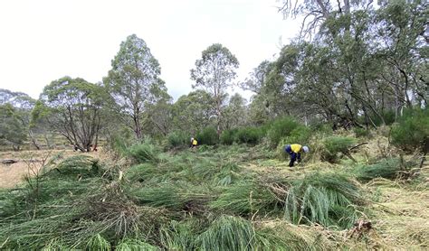 Scotch Broom Control At Barrington Tops Nsw National Parks
