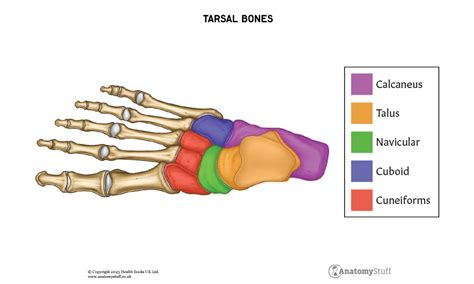 Tarsal Bones Tarsal Anatomy Joints And Muscles Britannica