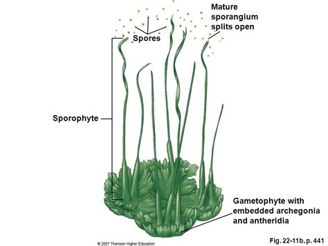 Phylum Anthocerophyta Diagram Quizlet