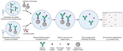 Immunoprecipitation Co Immunoprecipitation Co Ip Overview Creative