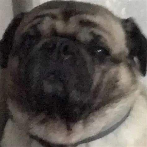 Frank The Pugs Story A Purina Uk Owners Journey Purina Uk