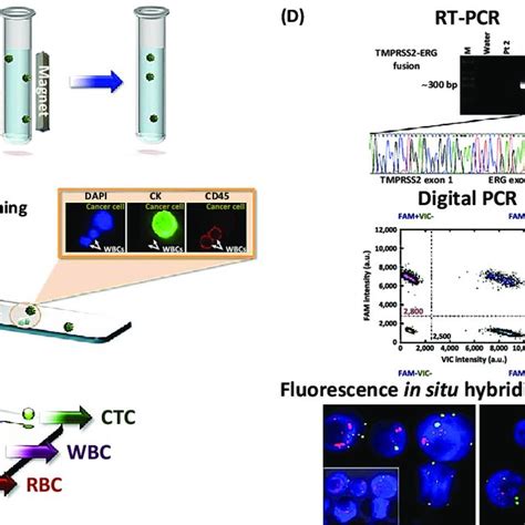 Ctc Isolation And Downstream Molecular Analyses A Download