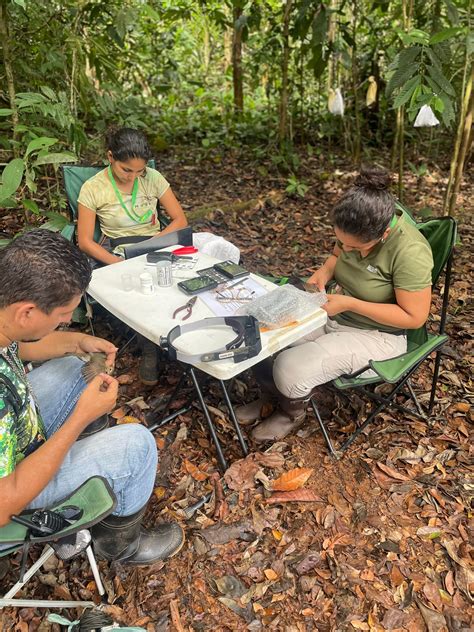 Mosi Bird Banding Program Osa Birds