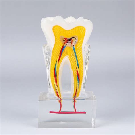 Dental 6 Times Tooth Nerve Disfection Plastic Teeth Model Communication