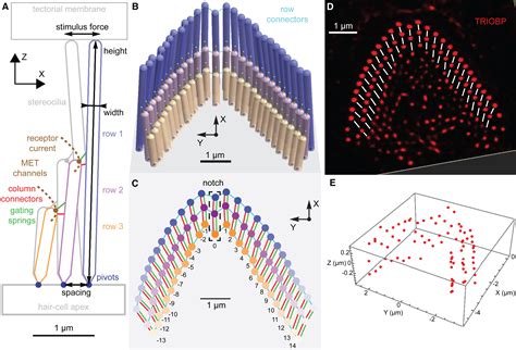 3d Morphology Of An Outer Hair Cell Hair Bundle Increases Its