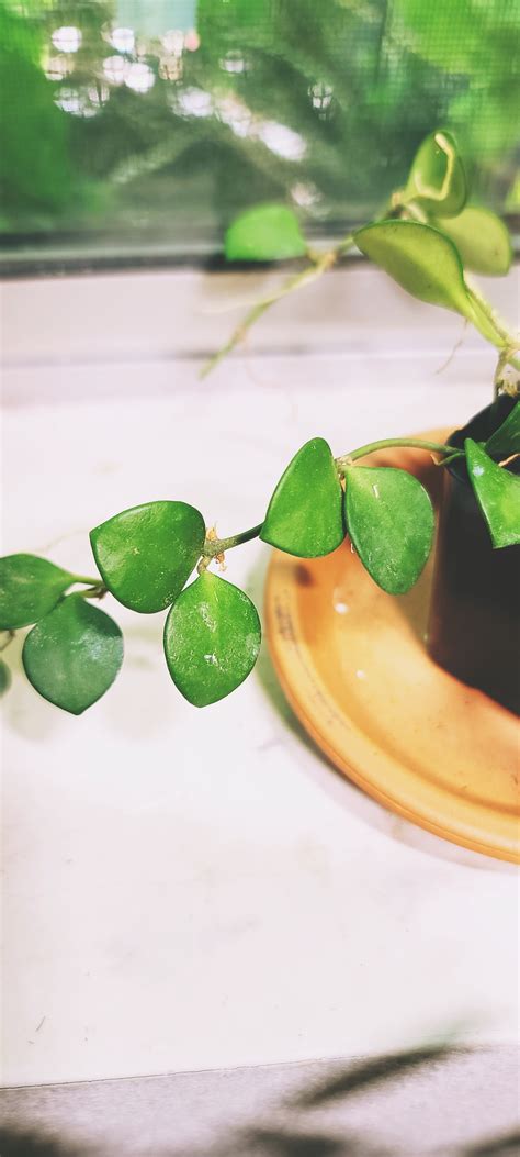 Hoya Carmelae🌿 Rhoyas