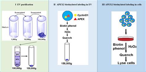 Apex Mediated Proximity Labeling Of Proteins In Cells Targeted By Extracellular Vesicles Cell