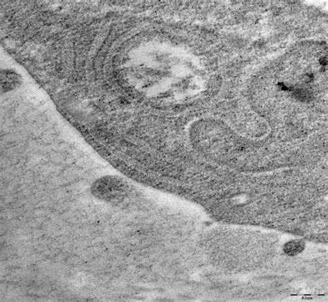 Service Biotech Tem Analysis Companies