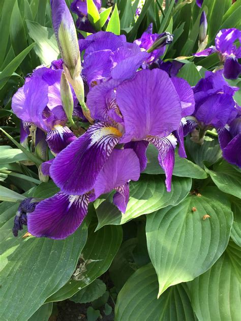 Irises Flowers By Jackielewis On Deviantart