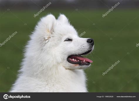 Samoyed Mixed Breeds