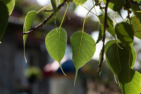 100000 Free Bo Leaf And Nature Images Pixabay