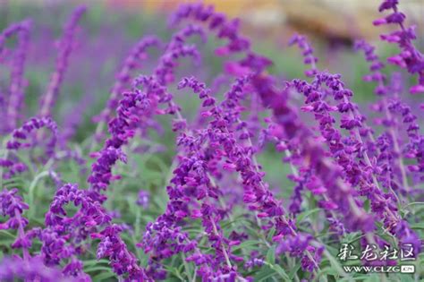 千年紫柳紫柳紫杆柳大山谷图库