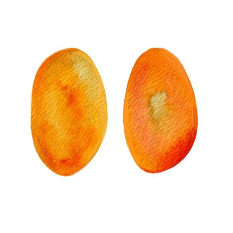 Premium Photo Exotic Fruit Mapla Hand Drawn In Watercolor Isolated Picture Of Fruit Drawing Of