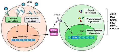 Interferon Stimulated Genes And Immune Metabolites As Broad Spectrum Biomarkers For Viral Infections