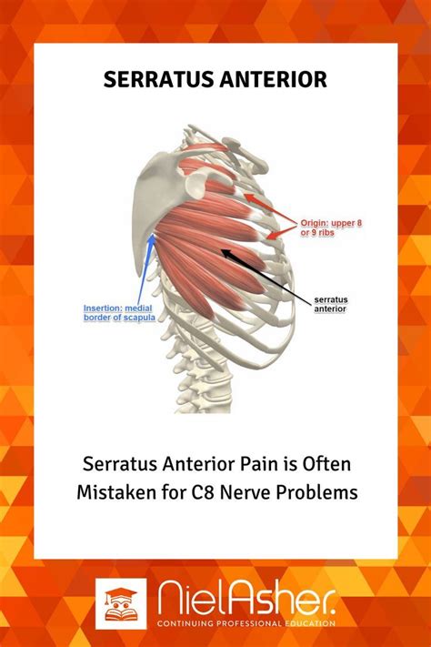 Trigger Point Therapy Supraspinatus Artofit