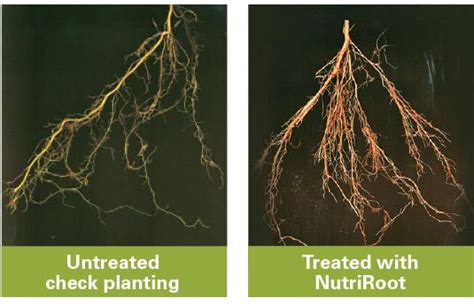 Nutriroot™ Now Available For Sale In Canada Arborjet Ecologel