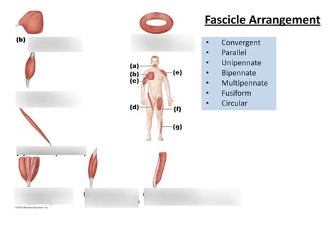 Fascicle Arrangement Diagram Quizlet