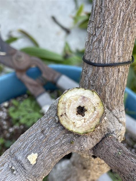 Dead Core Of Mango Tree What Is It R Fruittree