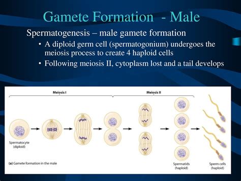 Cellular Reproduction And Chromosomes Ppt Download