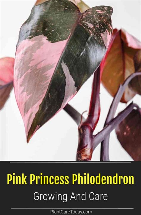 Pink Princess Philodendron Growth Rate At Martha Gonsalez Blog