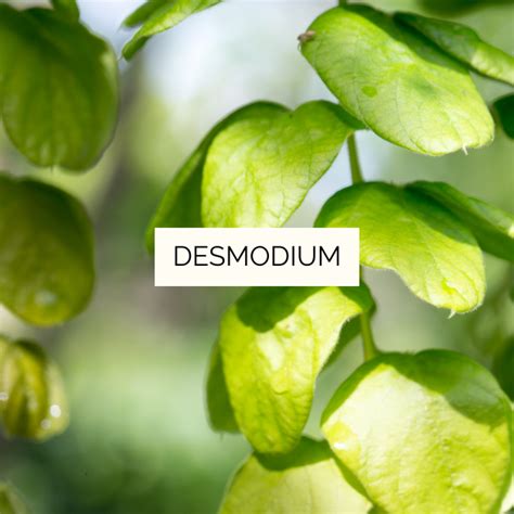 Desmodium Premium Experts Santé