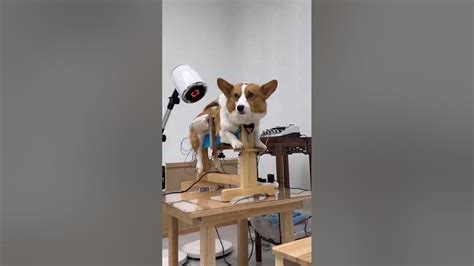 嘻嘻被亲妈举报假装睡觉是种什么体验柯基 来自短腿柯基的倔强 萌到爆炸了💥 跟柯基玩什么心眼子 重庆柯基十一 Youtube