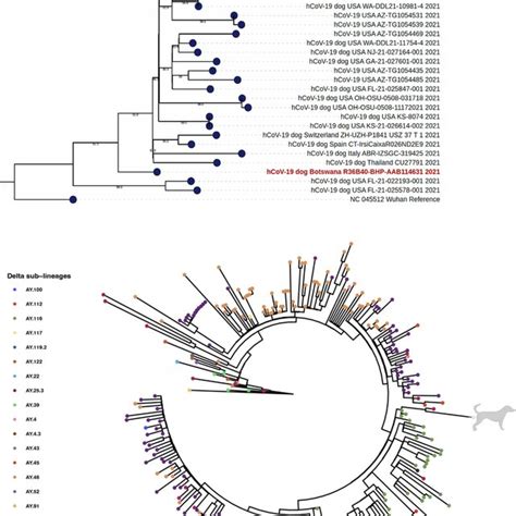 Full Genome Representation Of A Delta Sars‐cov‐2 Sequence Isolated From