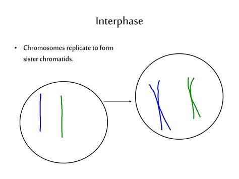 Ppt Understanding Meiosis The Process That Fosters Genetic Diversity