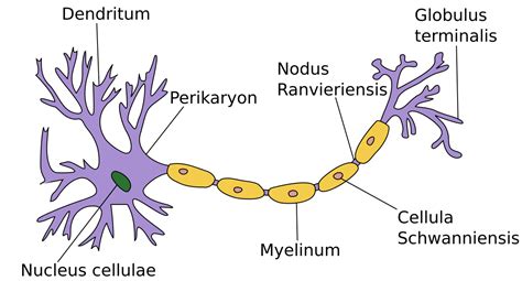 Neuron Vicipaedia