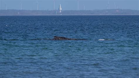 Wal In Der Ostsee Experten Befürchten Weitere Verschlechterung Der
