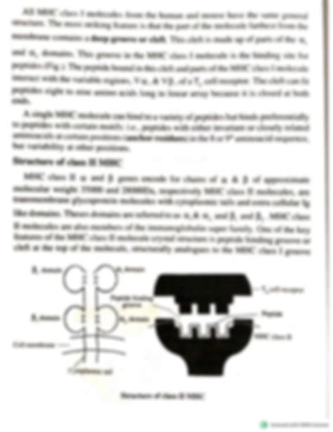 Solution Major Histocompatibility Complex Mhc Structure Of Class 1 2